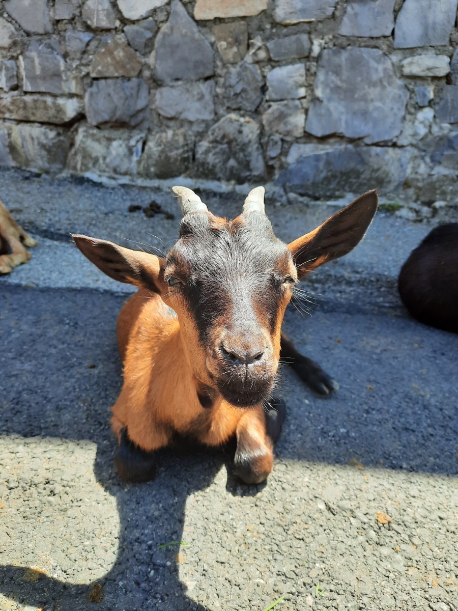 Bêêêh – an ode to goats – BAISmag